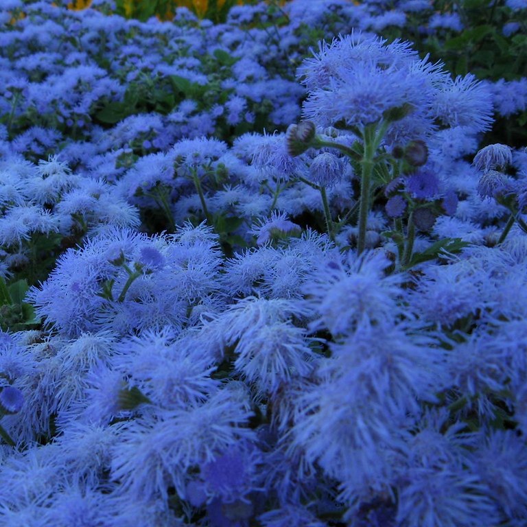 Goruca Ljubav Seme (Ageratum mexicanum)
