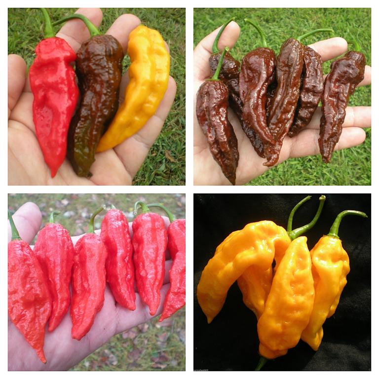 Bhut Jolokia seme najljuca paprika na svetu