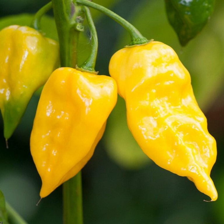 Habanero Seme HOT LEMON