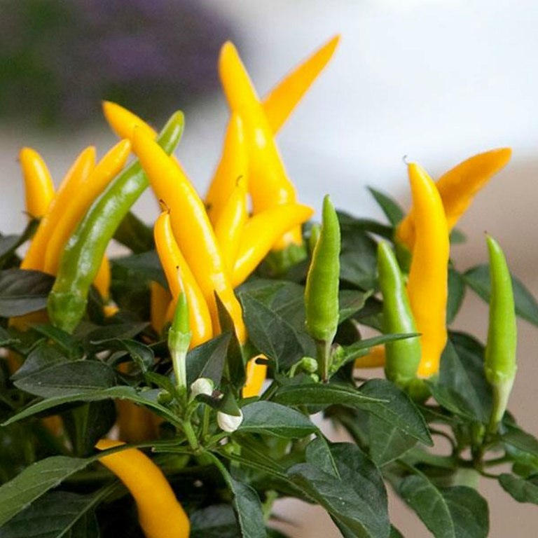 Slonova Surla Zuti Chili Seme