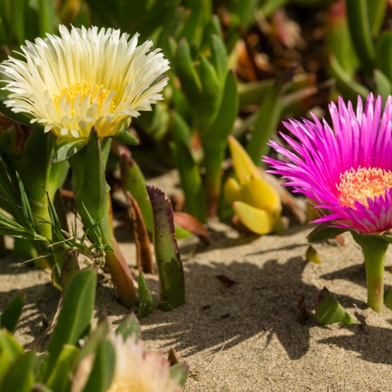 Jestiva Ledena Biljka Seme (Carpobrotus edulis)