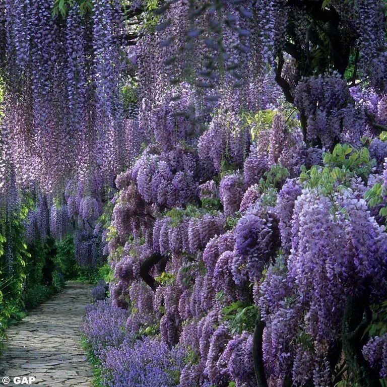 Wisteria - Visterija Seme (Wisteria sinensis)