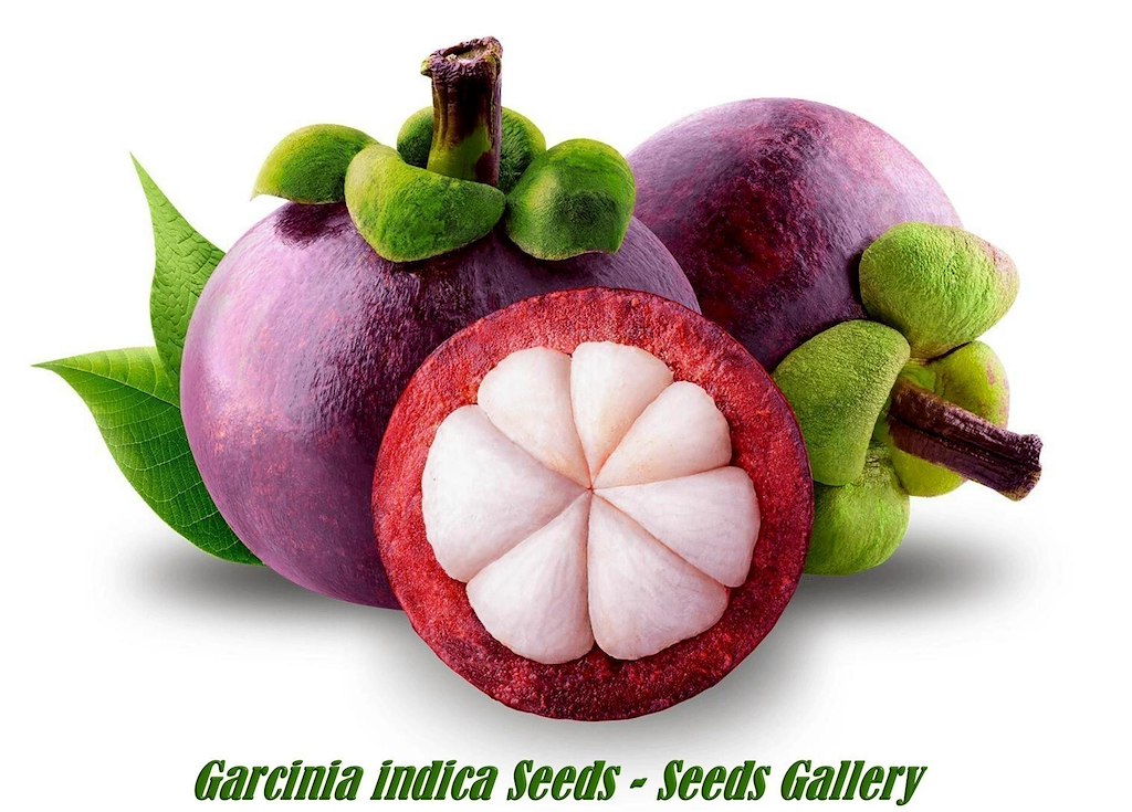 Kokum Seme (Garcinia Indica)
