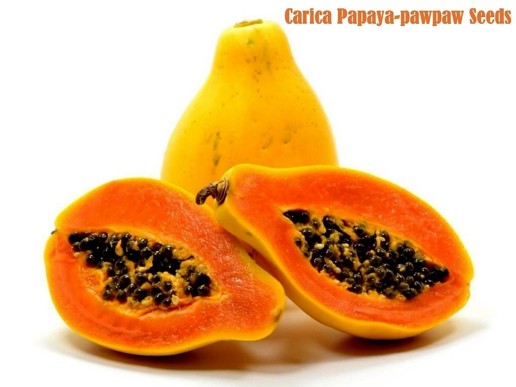 Papaja Seme (Carica papaya)