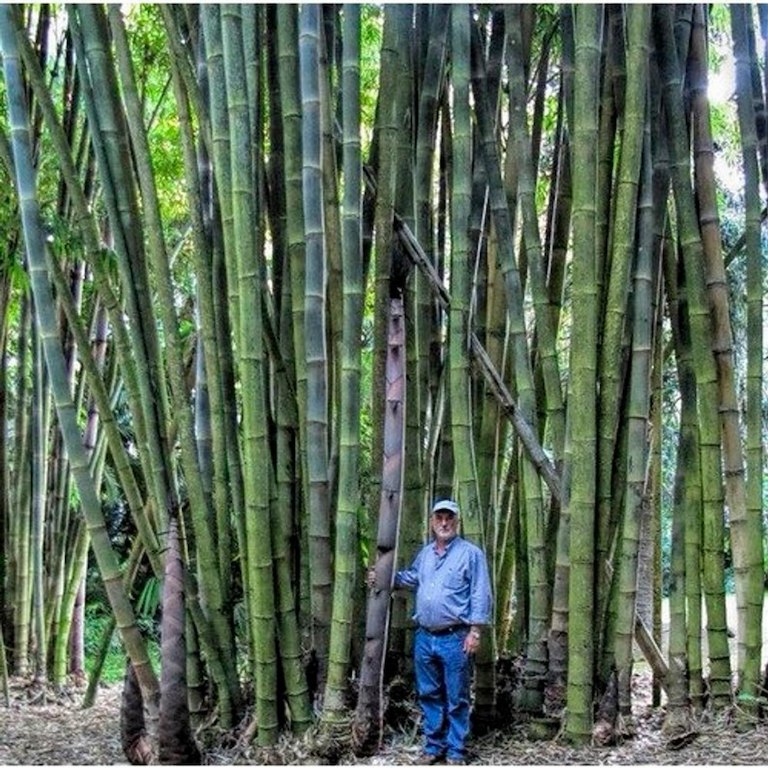 Dzinovski Trnoviti Bambus Seme (Bambusa arundinacea)