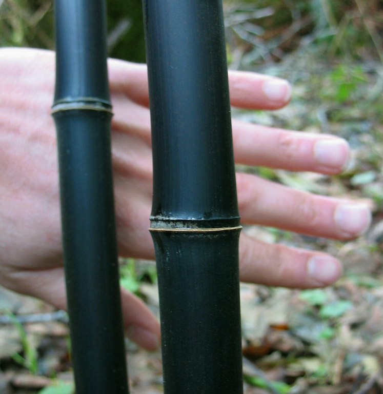 Crni Bambus Seme (Phyllostachys nigra)