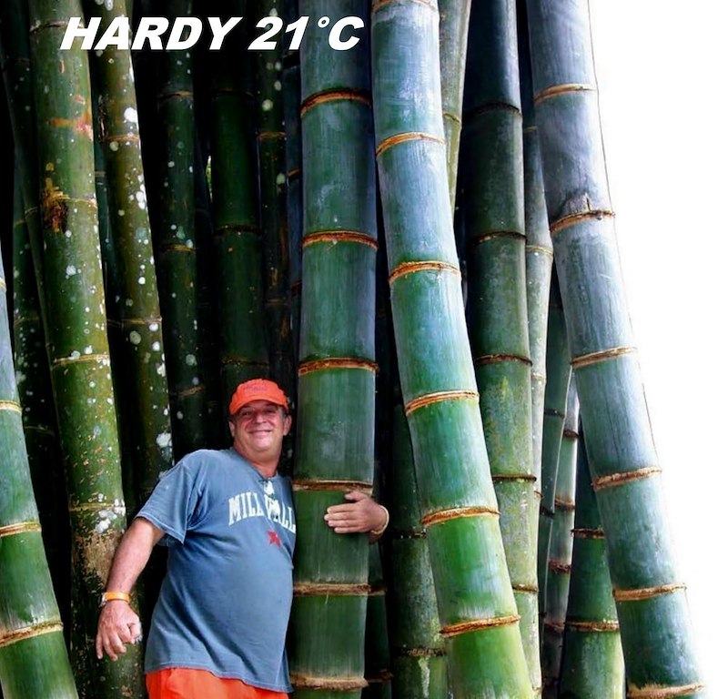 Bambus Gigant Seme (Phyllostachys pubescens)