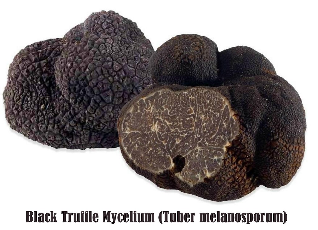 Crni Tartuf Micelijum (Tuber melanosporum)