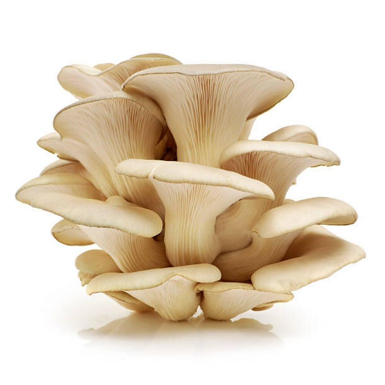Brestovaca Gljiva – Micelijum – Seme (Pleurotus sapidus)