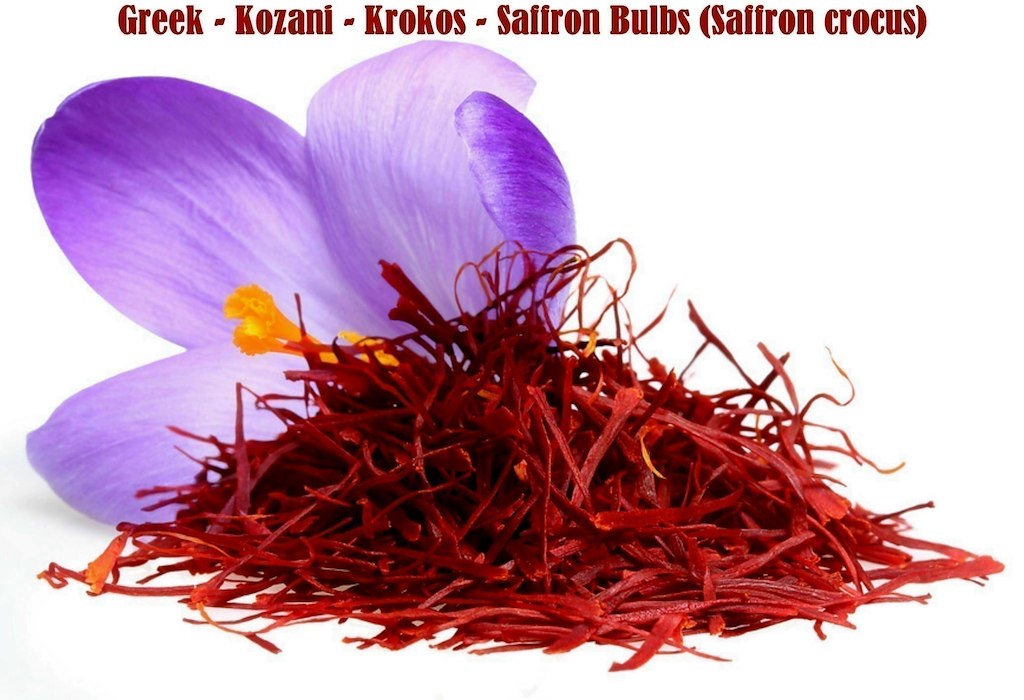 Šafran Lukovice (Crocus sativus)