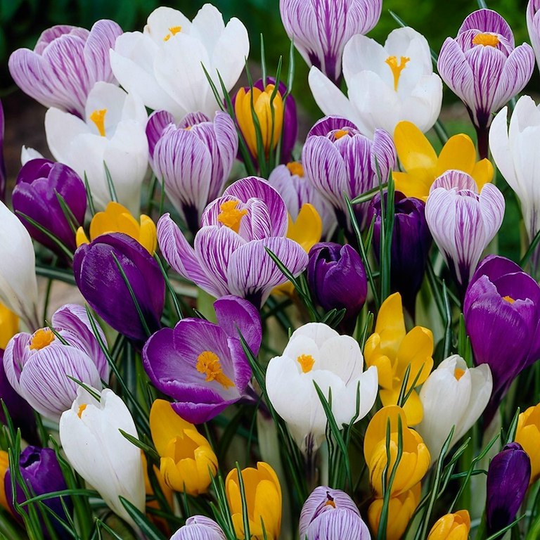 Crocus botanicki mix - lukovice