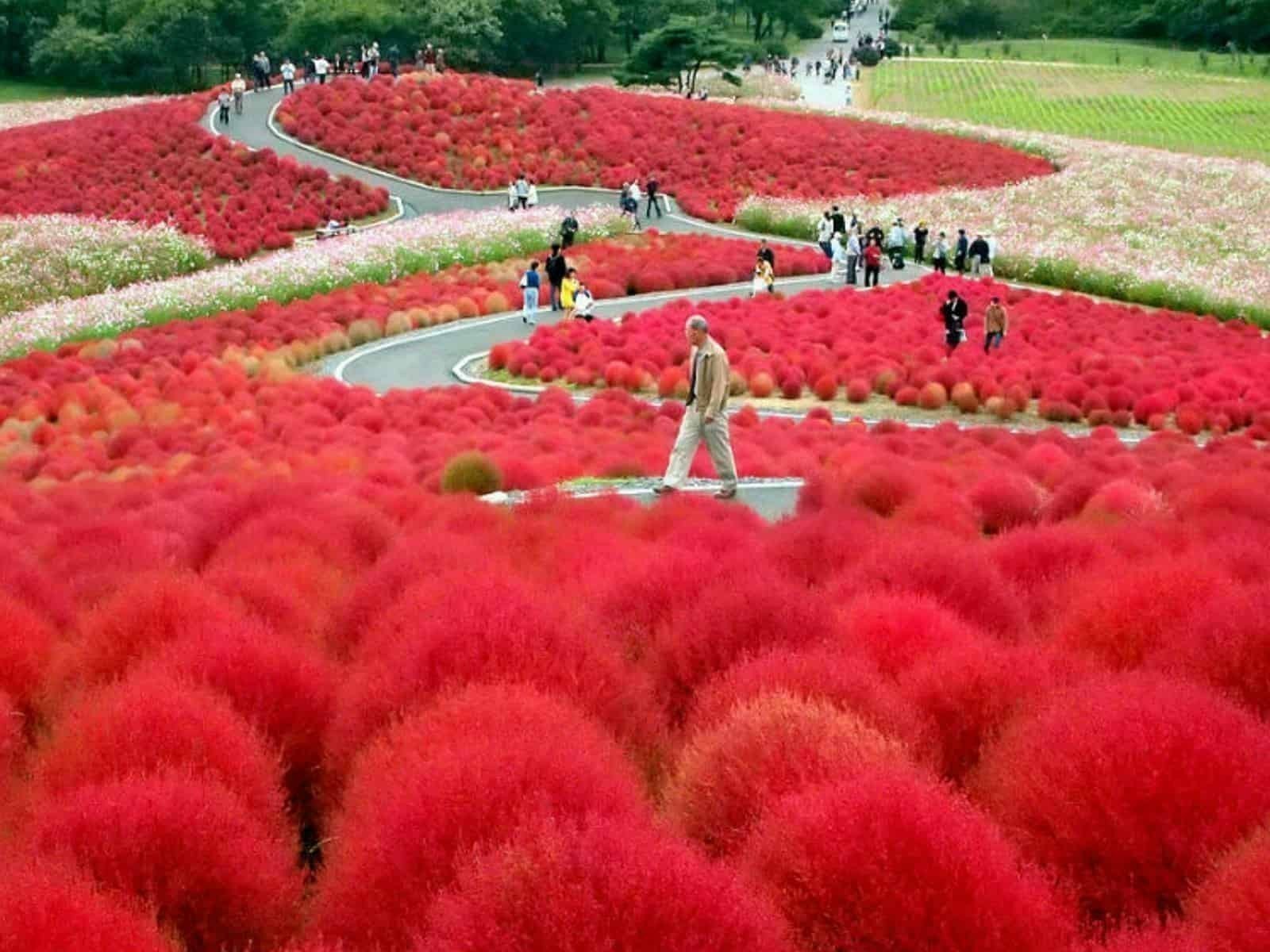 Burning Bush Seme (Kochia Trichophylla)