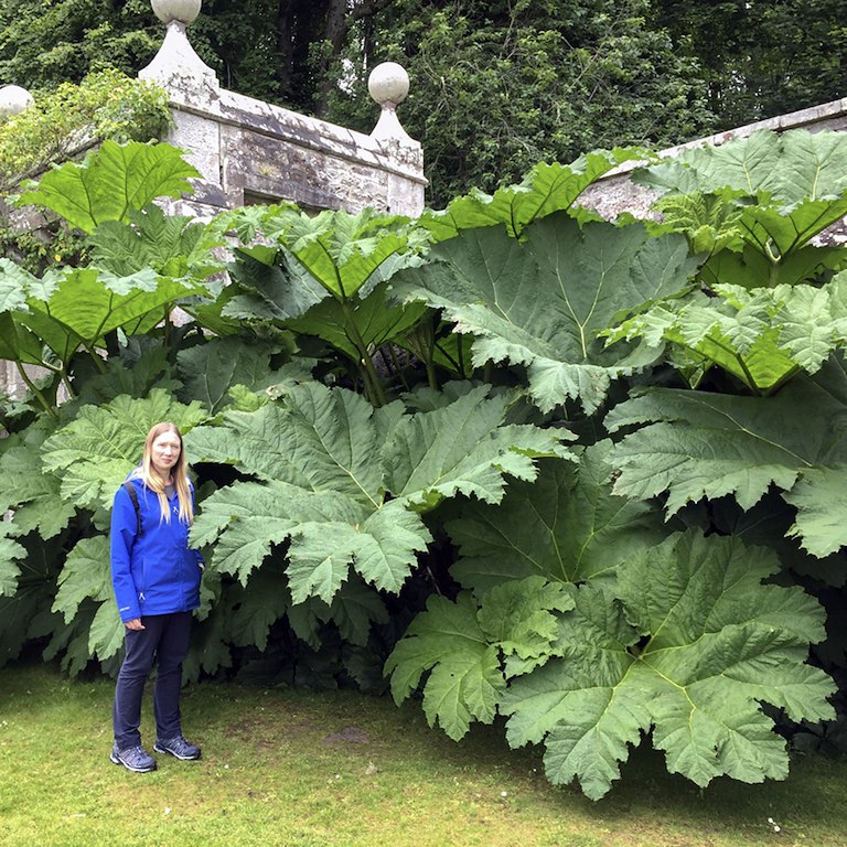 Seme Dzinovske Rabarbare (Gunnera manicata)