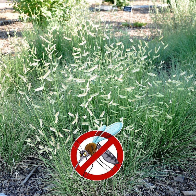 Komarac Trava Seme tera komarce (Bouteloua gracilis)