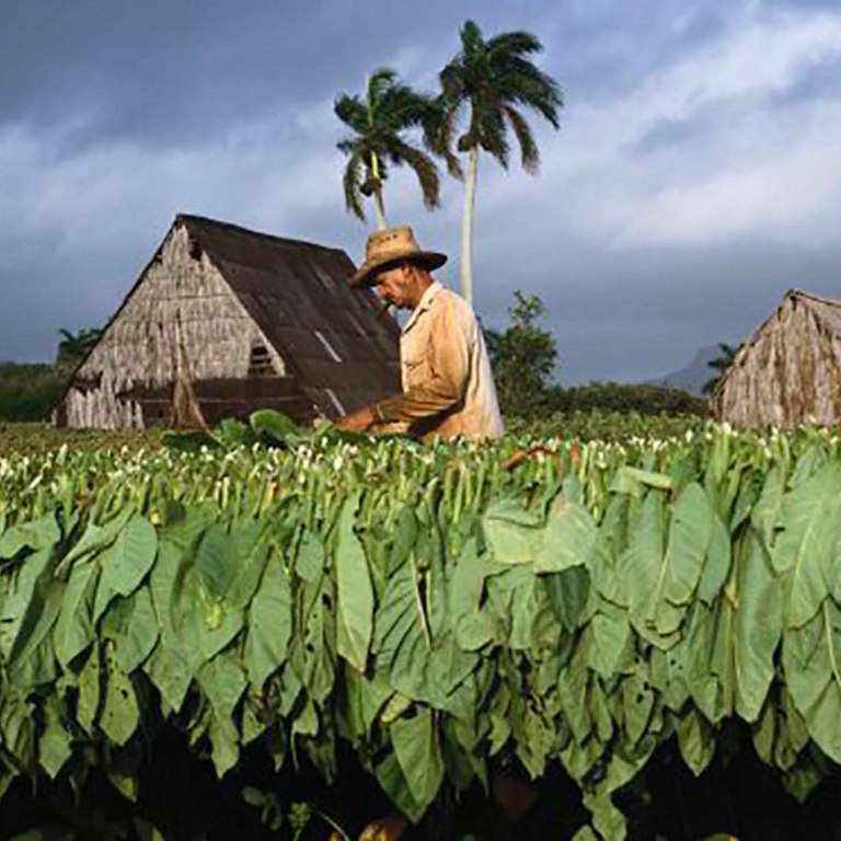 Adonis Duvan Bogova - Seme