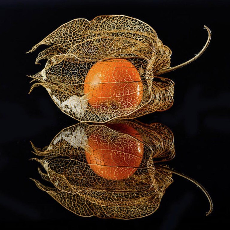 Seme Cveca Lampion (Physalis alkekengi)