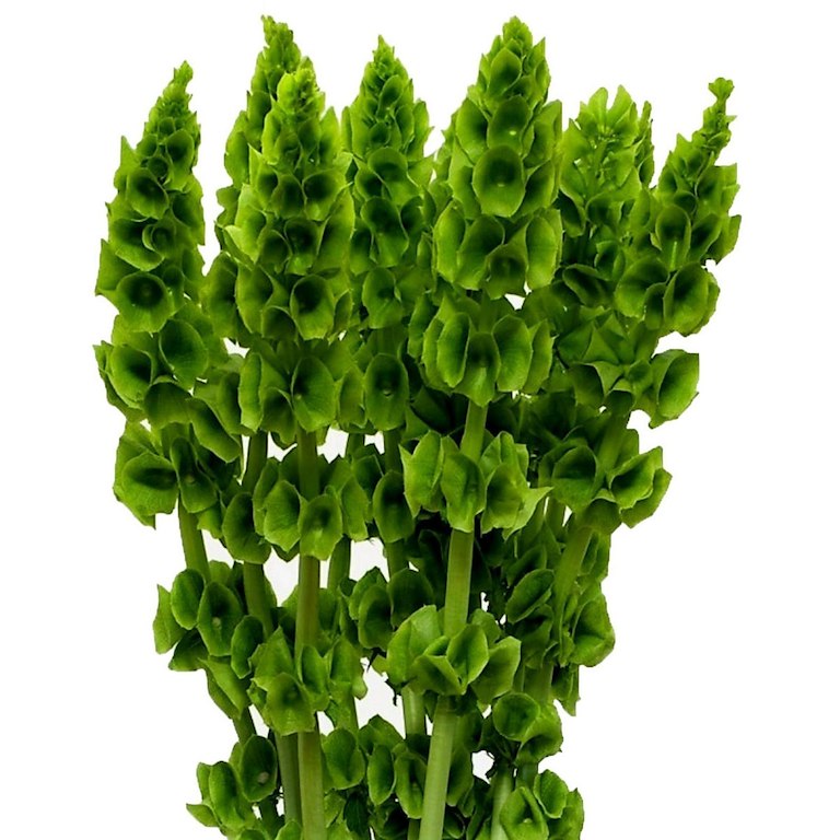 Bells of Ireland Seme (Moluccella laevis)
