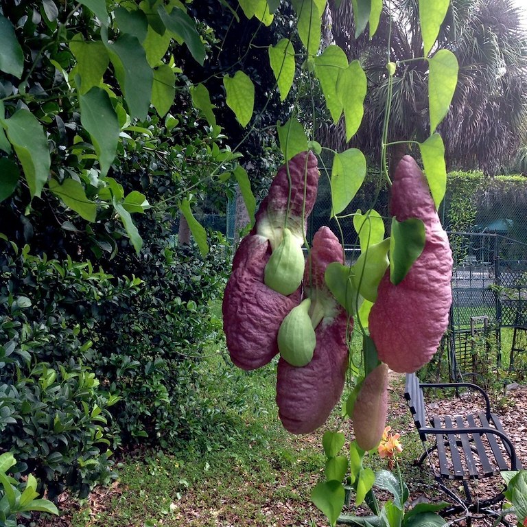 Agrostis gigantean Seme – Biljka mesozderka