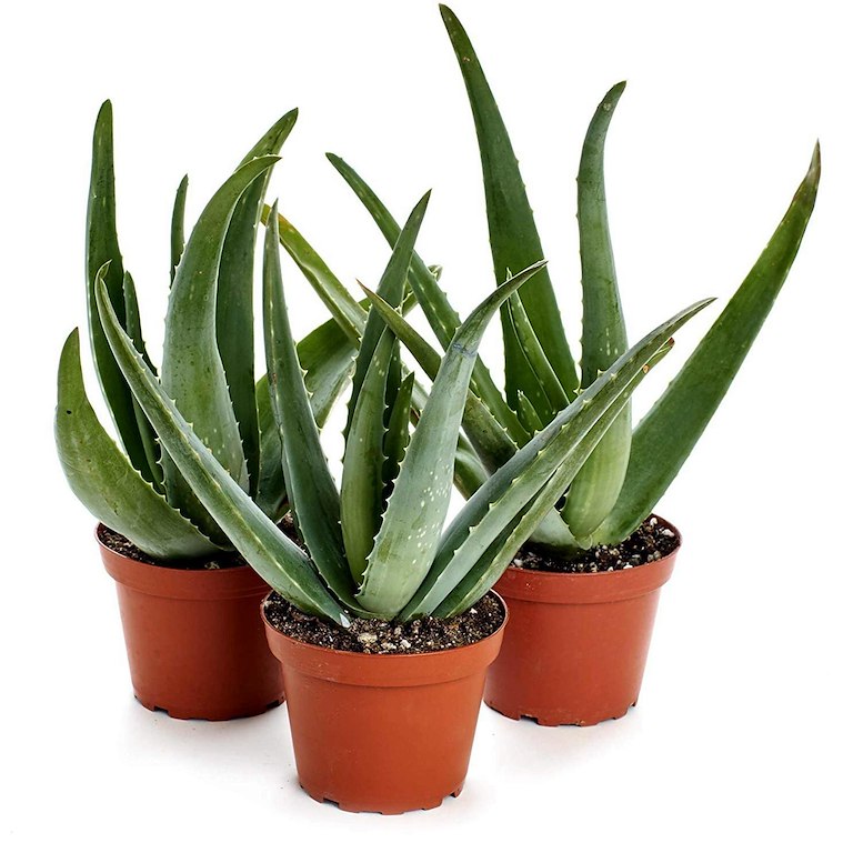 Оbicna Aloja Seme, prava Aloja, Aloe Vera