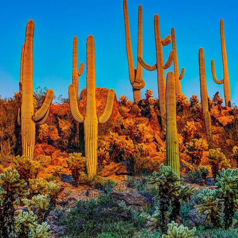 Saguaro Kaktus Seme (Carnegiea gigantea)