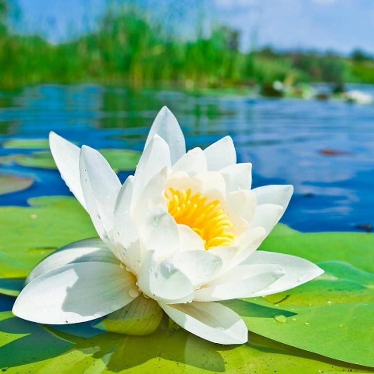 Beli lokvanj Seme (Nymphaea alba)