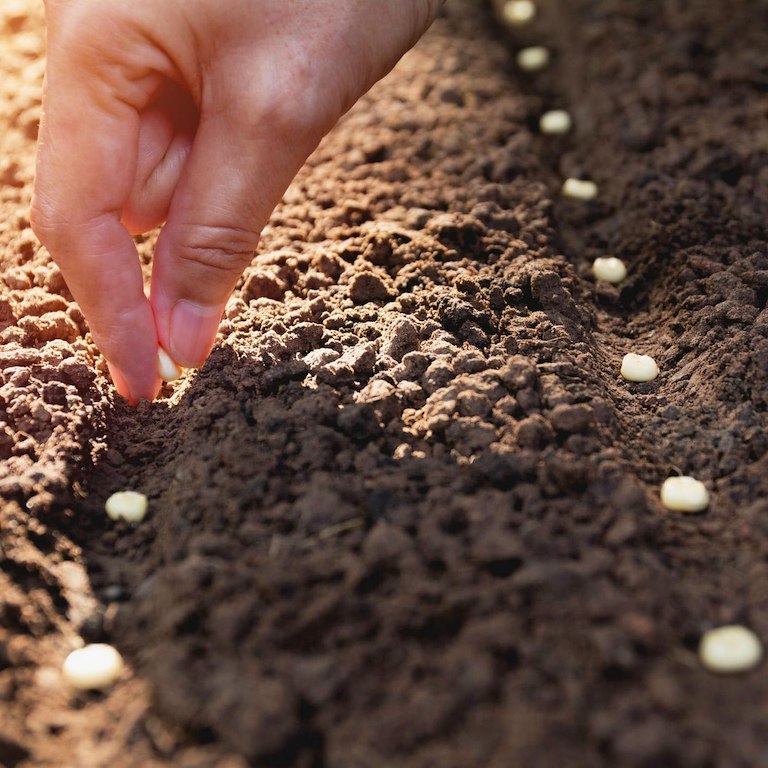 Kukuruz Uputstvo za Sejanje - Proizvodnju