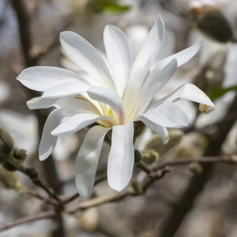 Magnolija Stelata