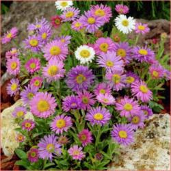 Aster alpinus-niski - 1 gr