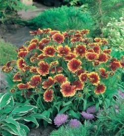 Gaillardia – Kokarda 1.3gr-oko 450 semenki