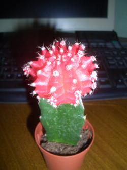 GYMNOCALYCIUM HIBOTAN