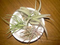 Tillandsia mix/3kom