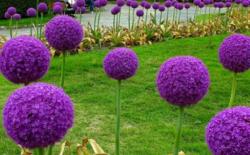 ALLIUM `GLADIATOR` 10 semenki
