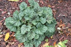 Heuchera Green Spice P674 - 1 sadnica