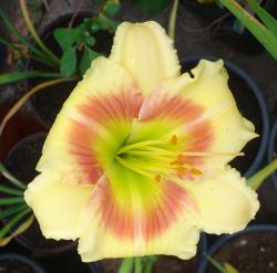 Hemerocallis Spits Beauty