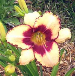 Hemerocallis Sabine Bauer