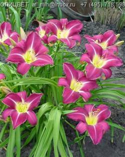 Hemerocallis Lavender Deal