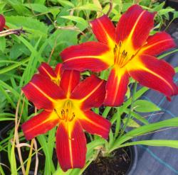 Hemerocallis Red Magic