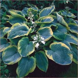 Hosta Frances Williams