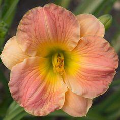P529-Hemerocallis Pink Puff