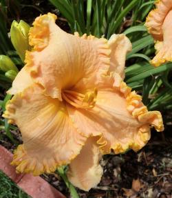 P480-Hemerocallis Spacecoast Tropical Passion-1 sadnica
