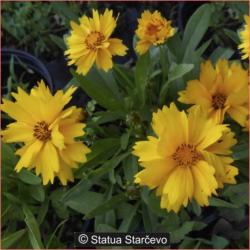 P250 - COREOPSIS Presto