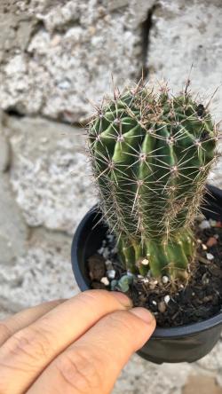 Echinopsis sp.