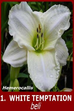 1. Hemerocallis White Tamptation