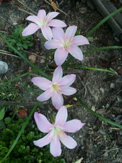 Zephyranthes grandiflora-kišni ljiljan