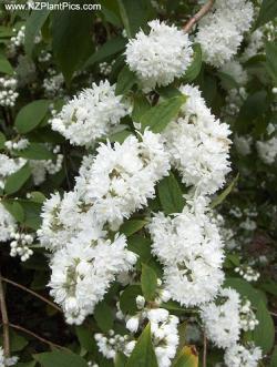 Deutzia scabra-Deucija