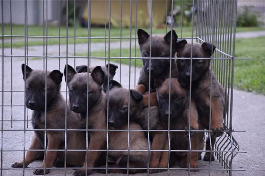 Stenad Belgijskog Ovcara( Malinoa) Na prodaju