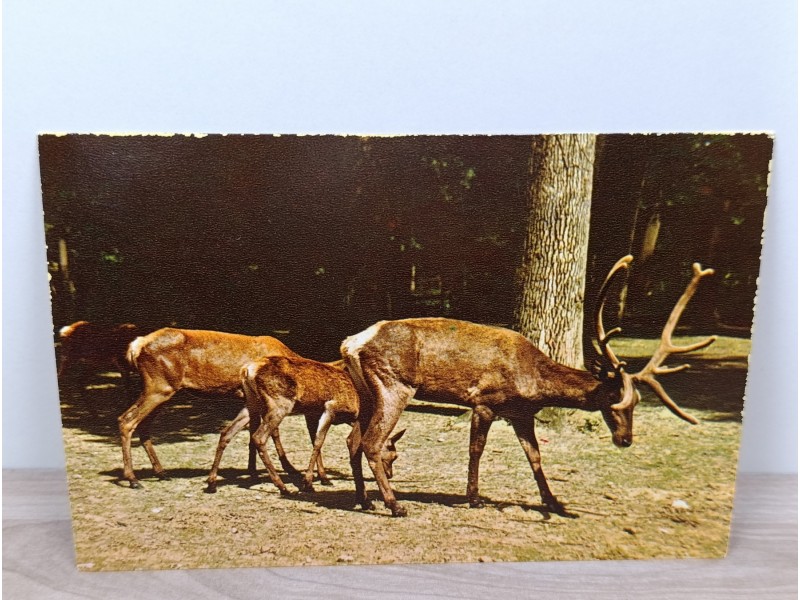 Vintage razglednica Jeleni