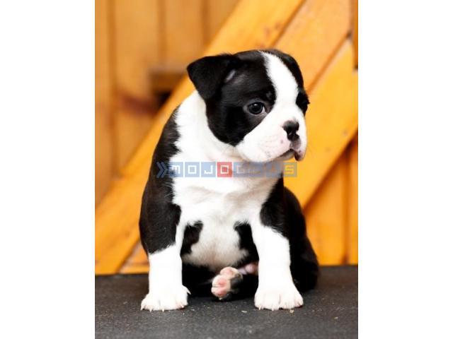 Boston terrier stenad