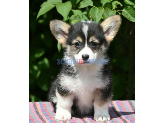 Velški korgi/Welsh Corgi Pembroke