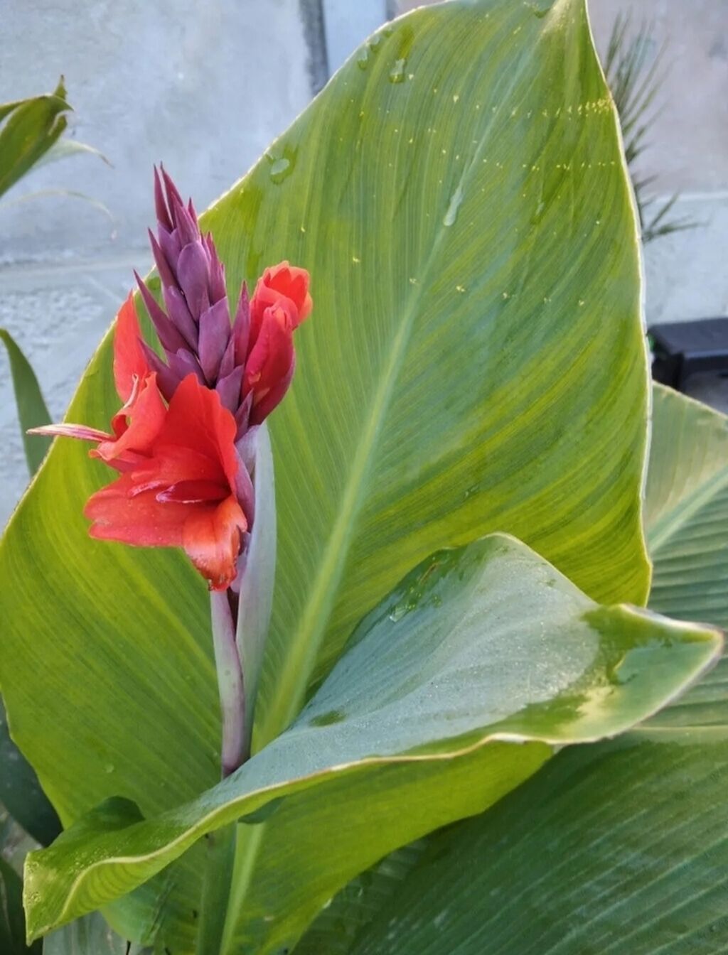 Lukovica crvene kane (Canna indica) – dekorativna višegodišnja biljka